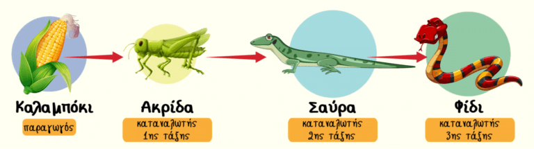 Τροφικές αλυσίδες, πλέγματα, πυραμίδες | My School Lab